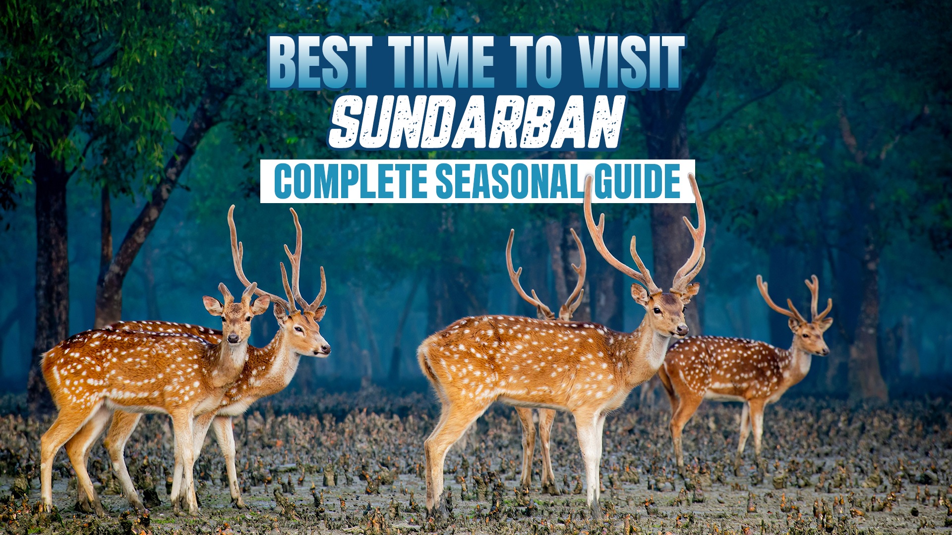 Best Time to Visit Sundarban (2025) | Complete Seasonal Travel Guide